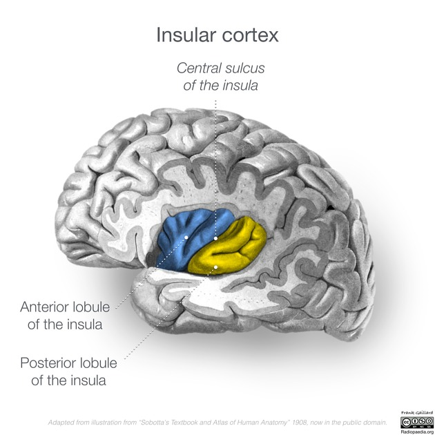 SkillGym as intrinsically motivated learning: a neuroscientific explanation SkillGym as intrinsically motivated learning: a neuroscientific explanation
